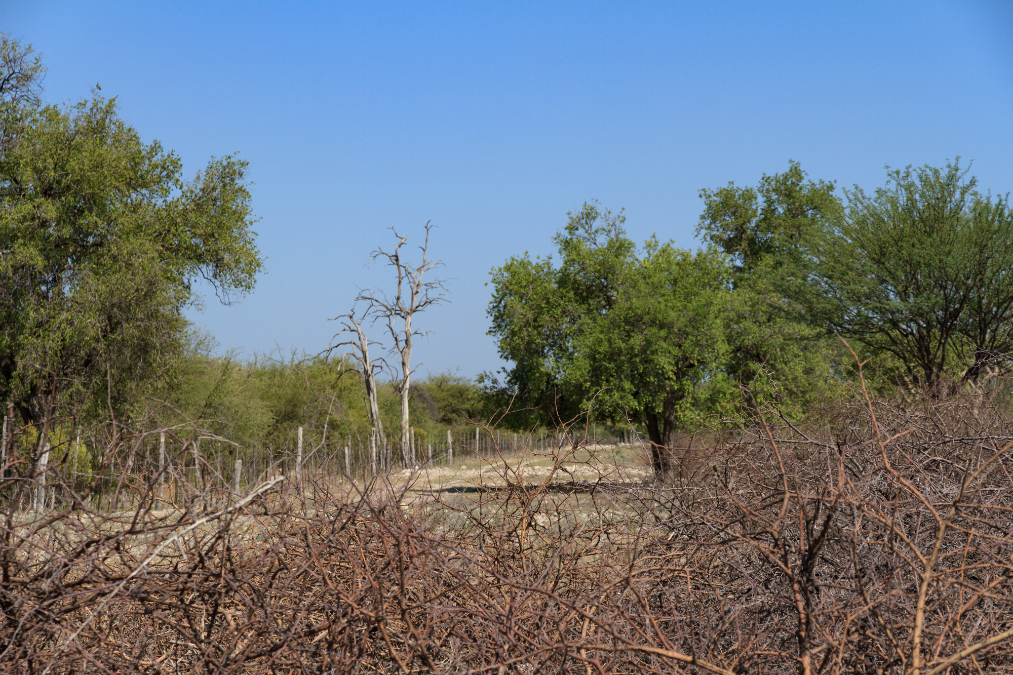 Grass for Namibia – creapaper
