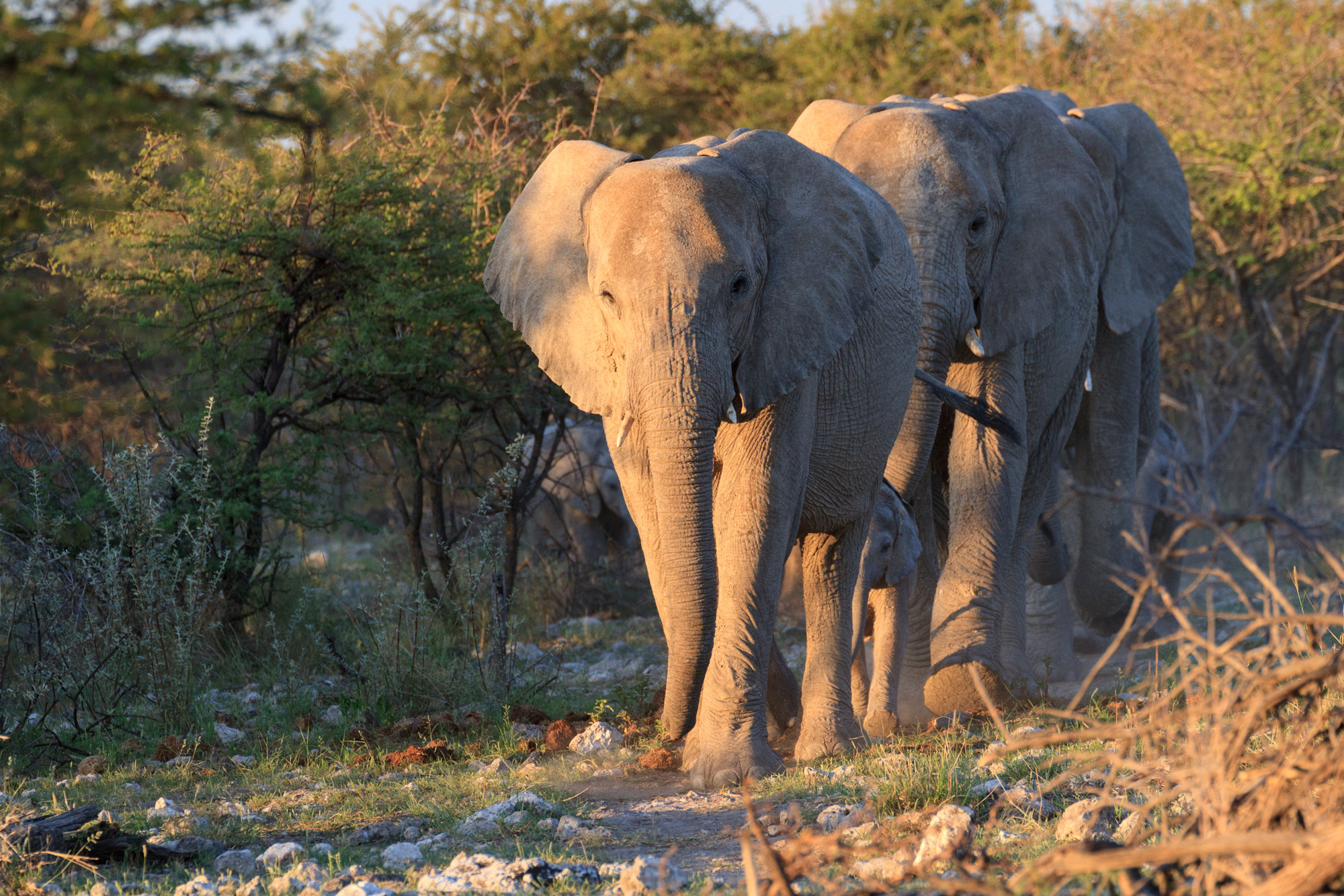 Gras für Namibia – Creapaper